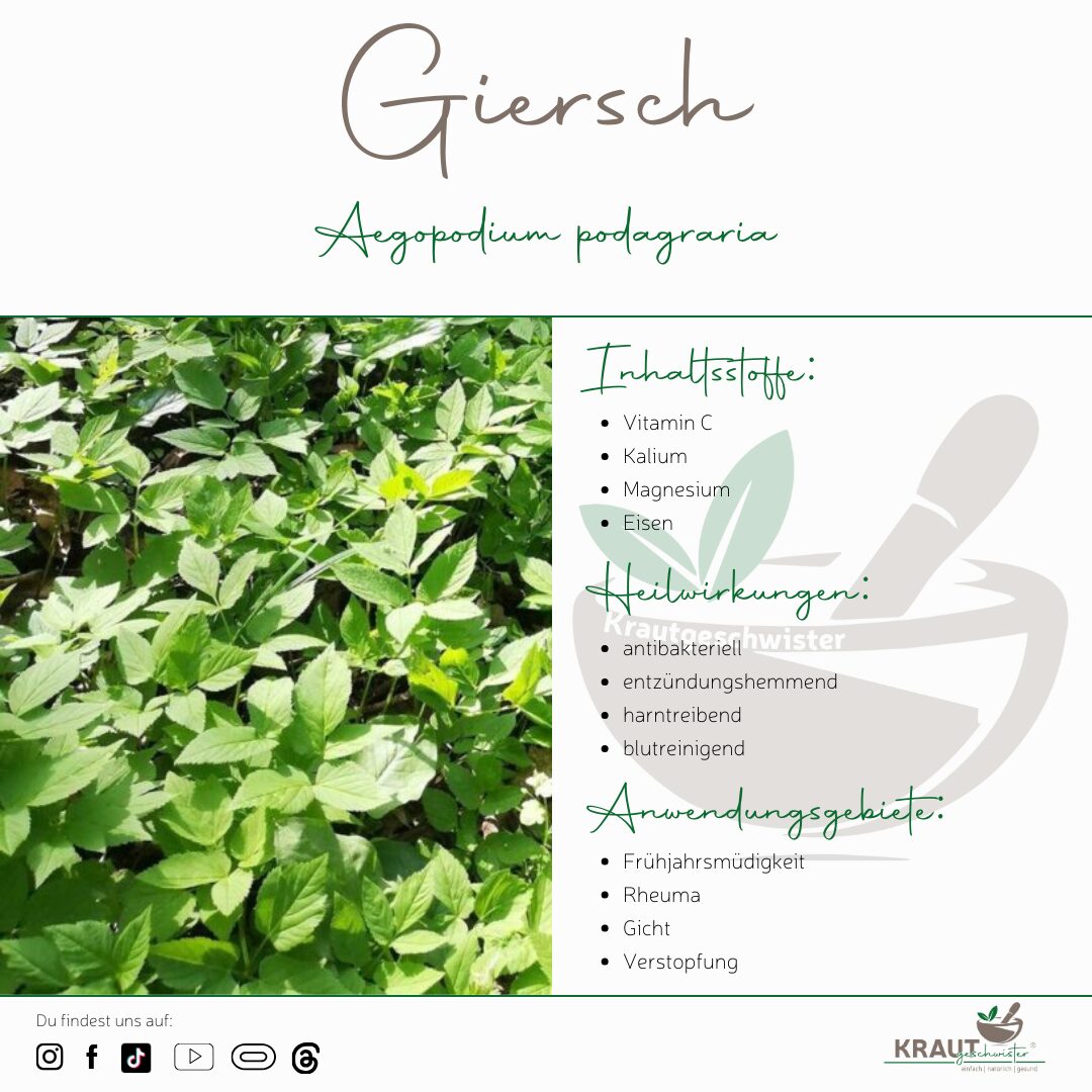Giersch Heilpflanzenportrait