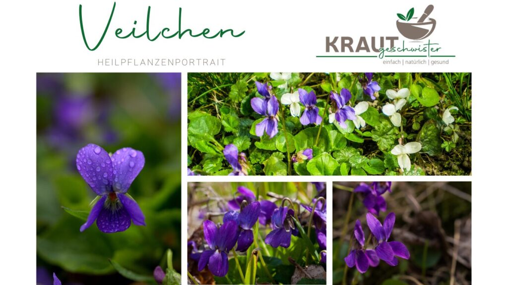 Echtes Veilchen * Duft-Veilchen Heilpflanzenportrait
