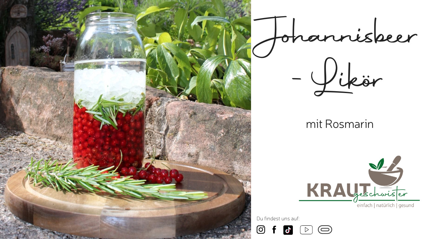 Johannisbeer Lik r Mit Rosmarin Krautgeschwister