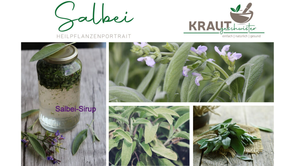 Salbei Heilpflanzenportrait