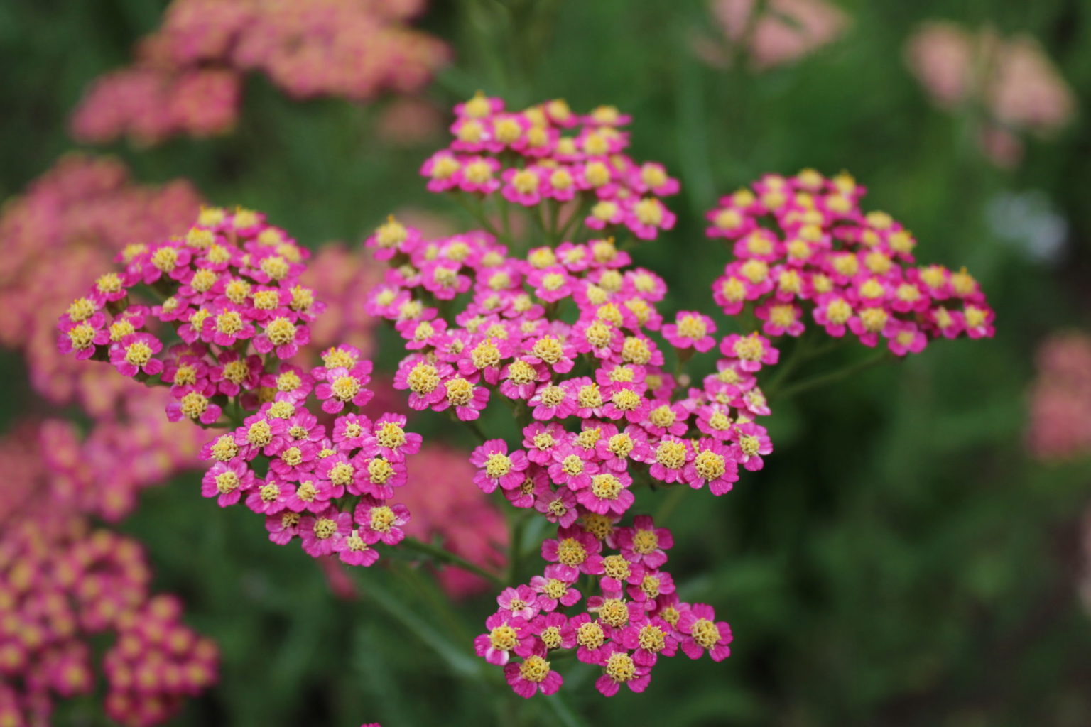 Schafgarbe Heilpflanzenportrait
