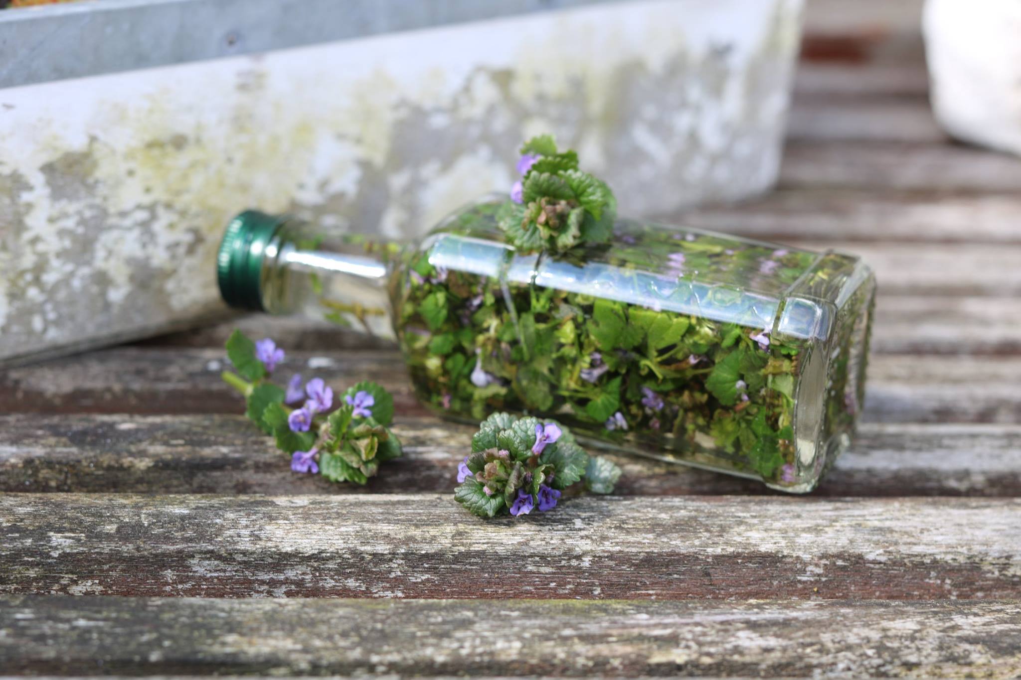 Gundermann Heilpflanzenportrait - Krautgeschwister