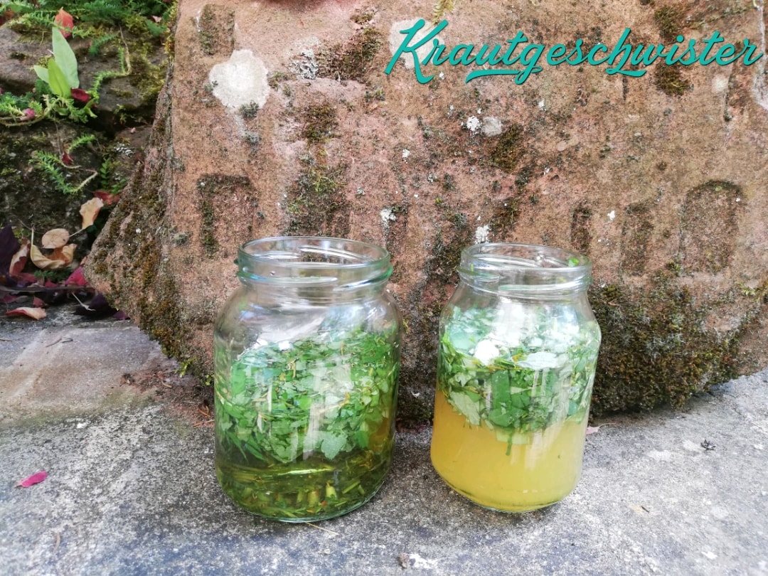 Schöllkraut Heilpflanzenportrait