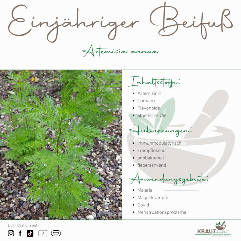 Einjahriger Beifuss Wirkung