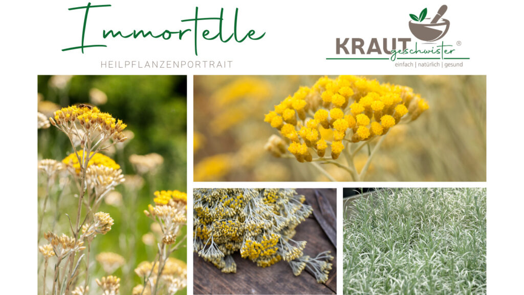 Immortelle Heilpflanzenportrait