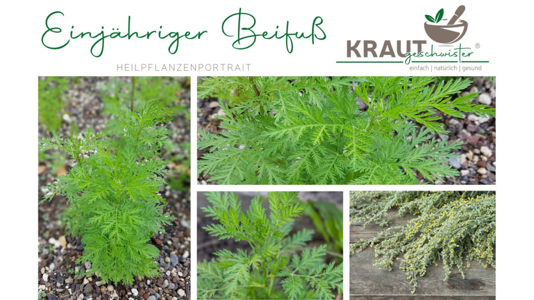 Einjahriger Beifuss Erfahrungen
