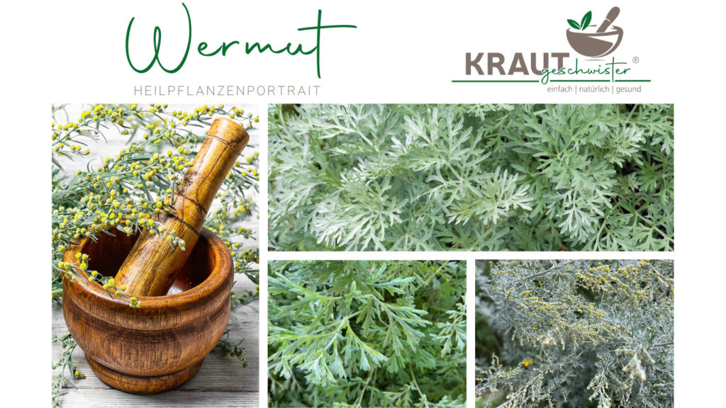 Wermut Heilpflanzenportrait