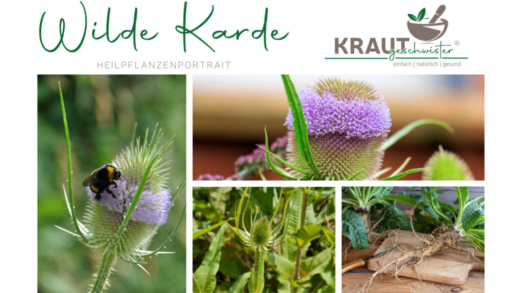 Wilde Karde Heilpflanzenportrait