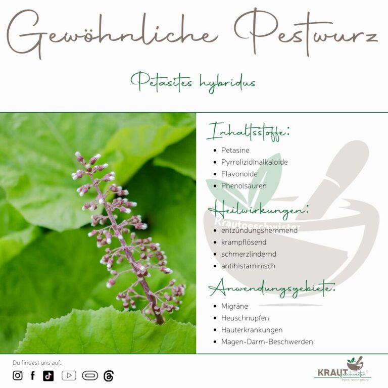 Gewöhnliche Pestwurz Heilpflanzenportrait