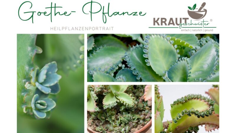 Goethe-Pflanze Heilpflanzenportrait