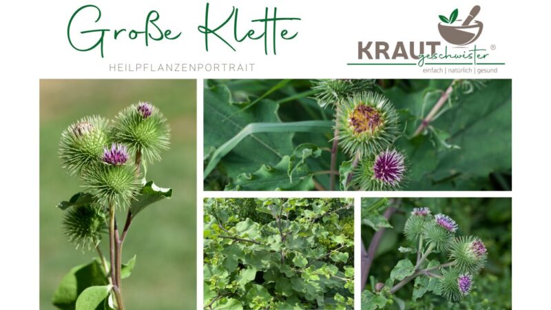 Große Klette Heilpflanzenportrait