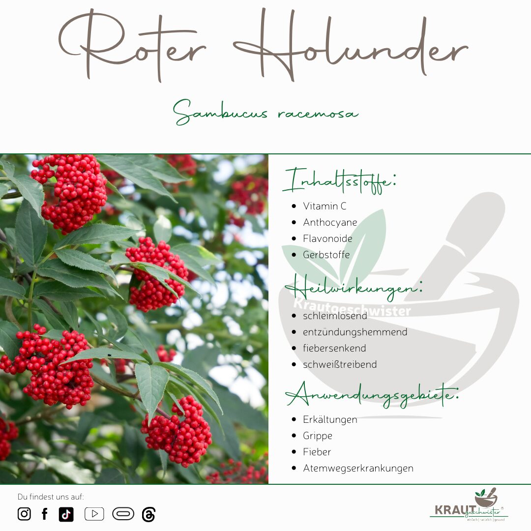 Roter Holunder Heilpflanzenportrait