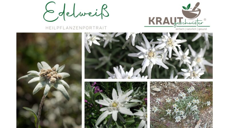 Edelweiß Heilpflanzenportrait