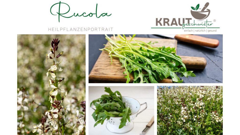 Rucola Heilpflanzenportrait